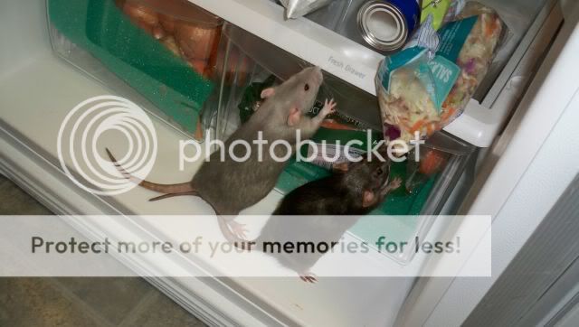 Fridge rats! | The Rat Shack - Pet Rat Forum
