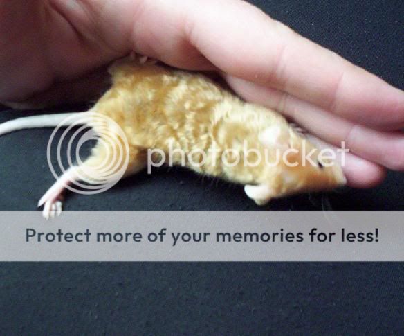 sable? | Pet Mice Forum