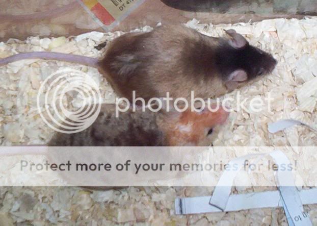 sable? | Pet Mice Forum