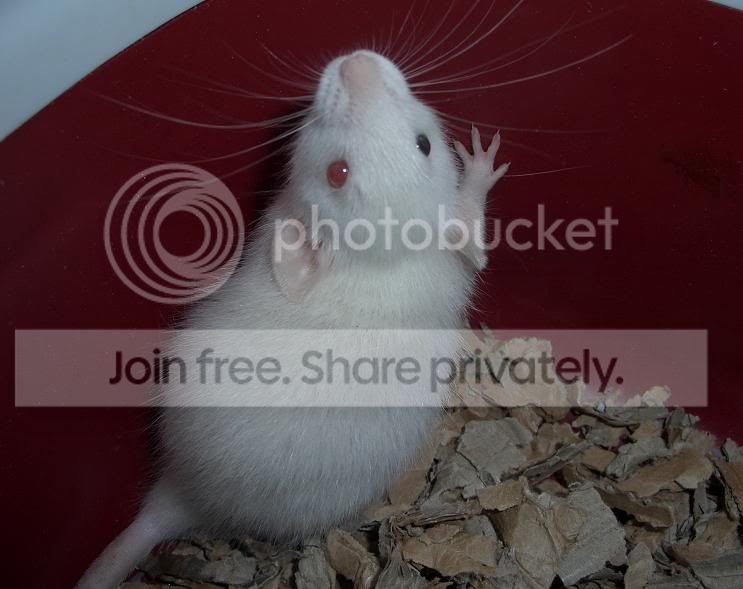 odd eyed rat | Reptile Forums