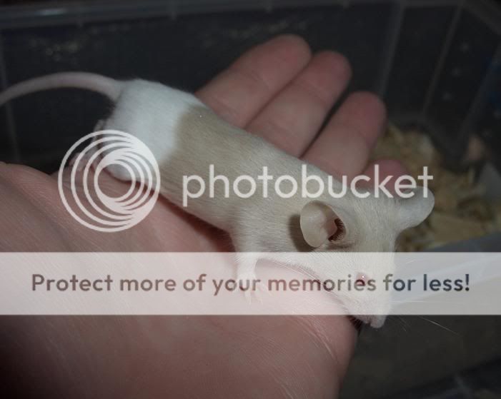 rump white / dove tan mice | Reptile Forums