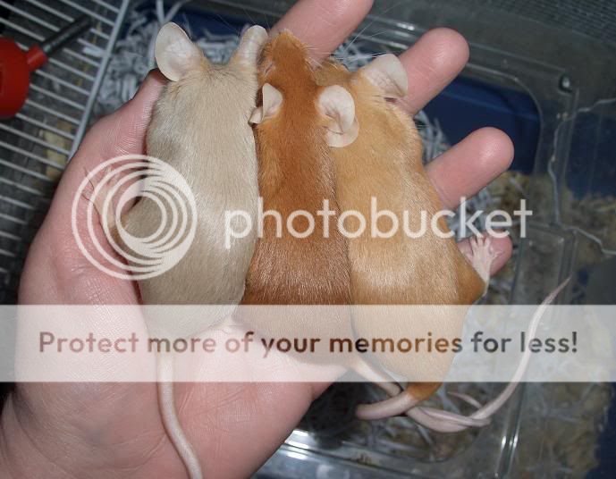 rump white / dove tan mice | Reptile Forums