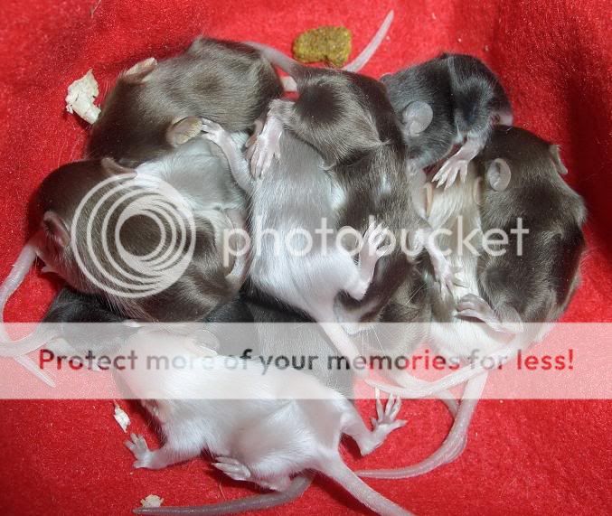 Abyssinian litters | Pet Mice Forum