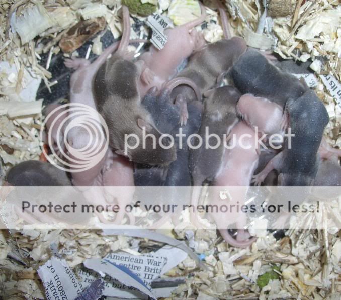 Abyssinian litters | Pet Mice Forum