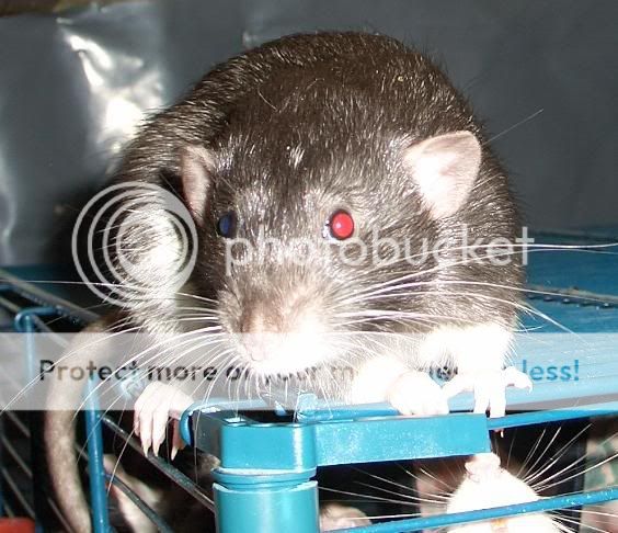 Anyone have Odd Eyed Rats? | Reptile Forums