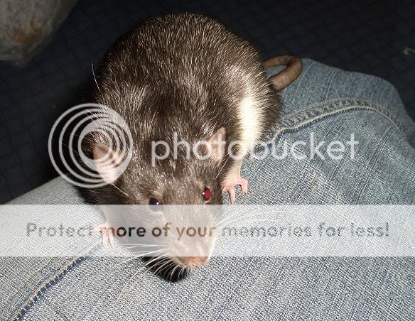 Anyone have Odd Eyed Rats? | Reptile Forums