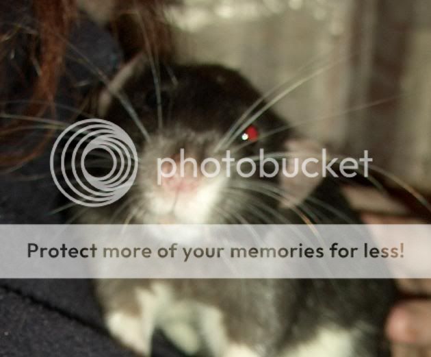 Anyone have Odd Eyed Rats? | Reptile Forums