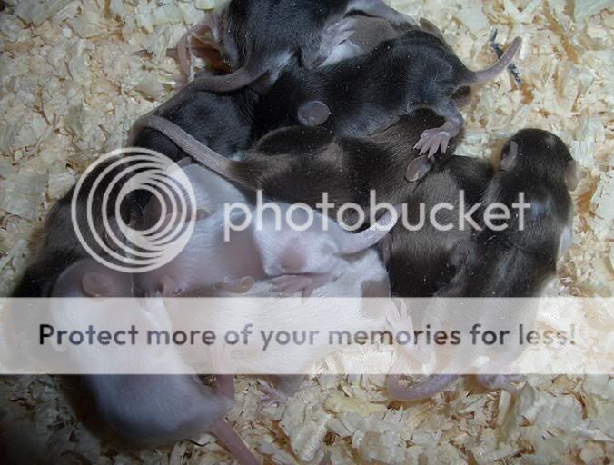 Abyssinian litters | Pet Mice Forum