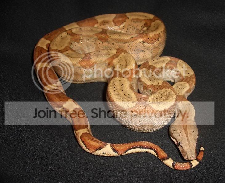some orange boas | Reptile Forums