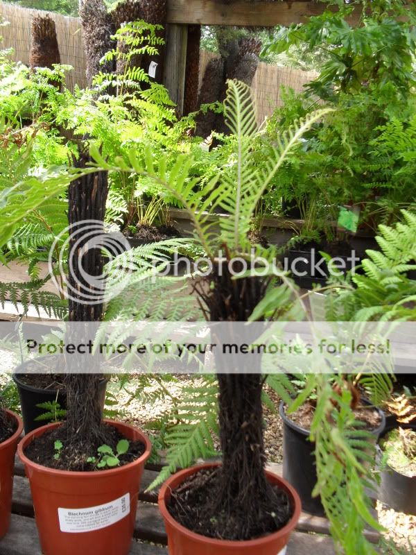 unusual ferns - Hardy Tropicals UK