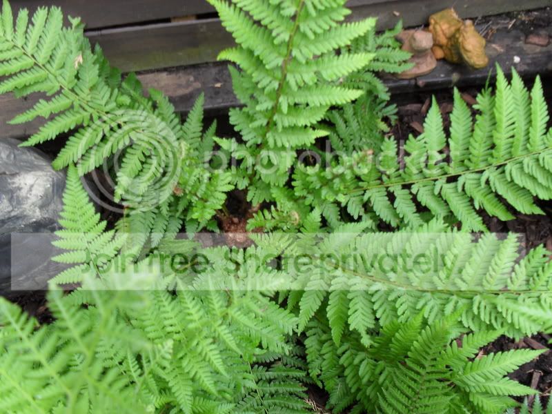 how to take fern cuttings - Hardy Tropicals UK