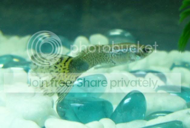 Guppy Bent Back? | Fish Forum