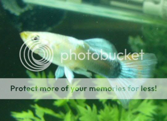 Guppy Bent Back? | Fish Forum