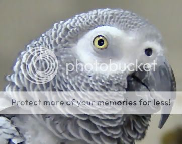 The adventures of Koki, the parrot-episode 1 | Zee thought