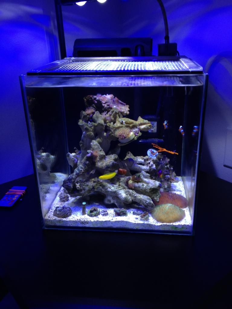Nano Build - ProfessorX's 7.5g Cube | REEF2REEF Saltwater and Reef ...