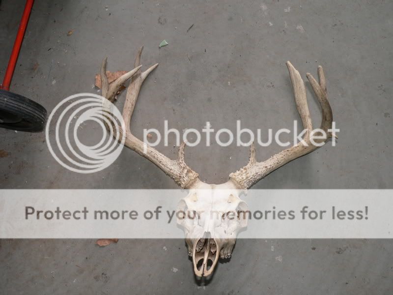 staining antlers | IFish Fishing Forum