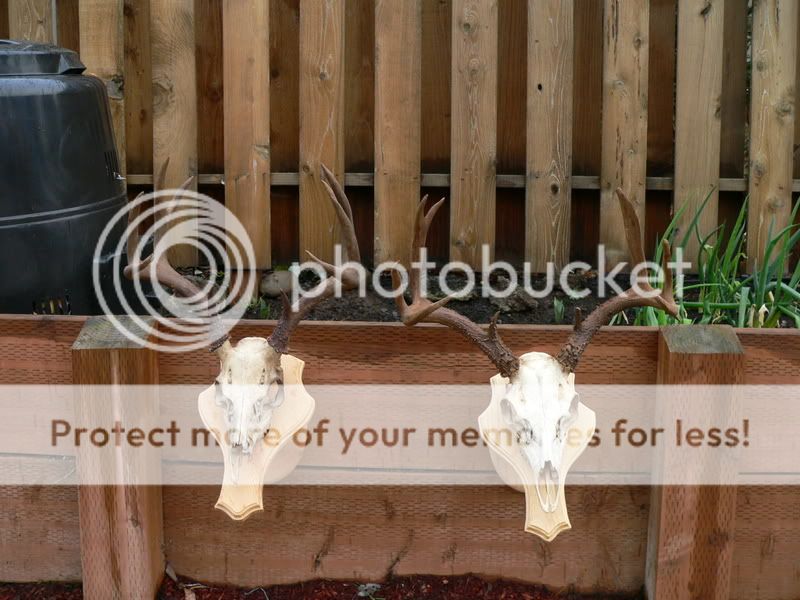 staining antlers | IFish Fishing Forum