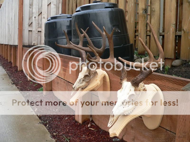 staining antlers | IFish Fishing Forum