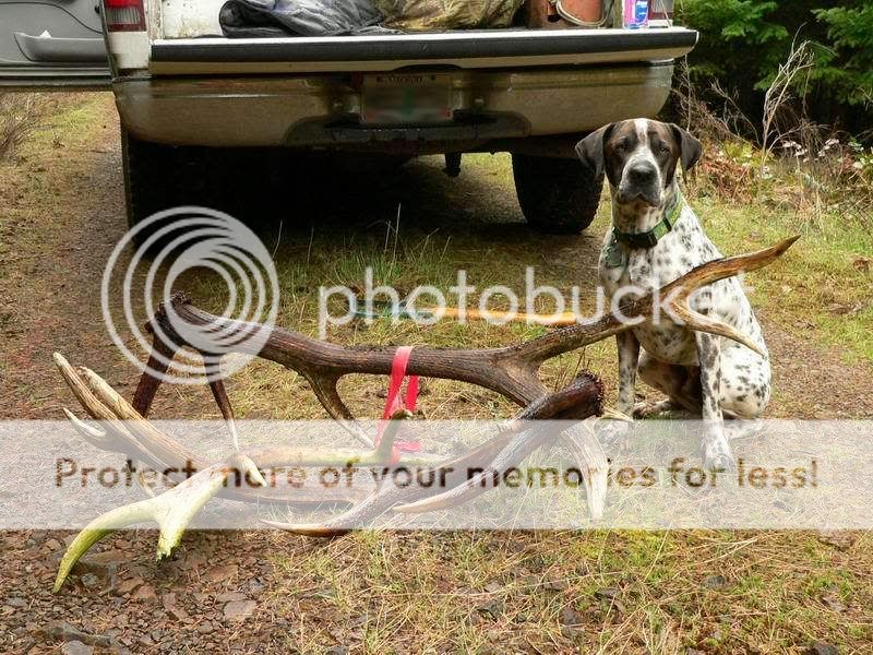 Elk shed Central | IFish Fishing Forum