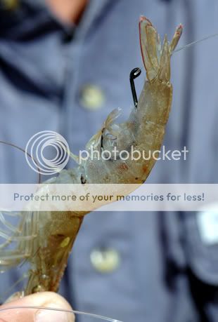 How to keep shrimp on the hook? | Pier and Surf Forum