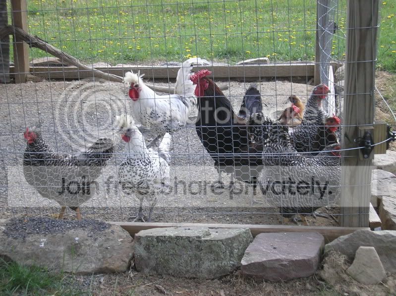 Redcap Chickens | Page 3 | BackYard Chickens - Learn How to Raise Chickens