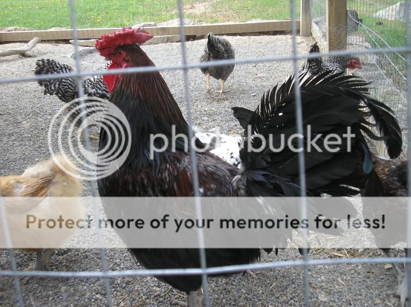 Redcap Chickens | Page 3 | BackYard Chickens - Learn How to Raise Chickens