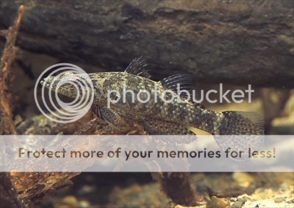 BUTIS BUTIS | MonsterFishKeepers.com