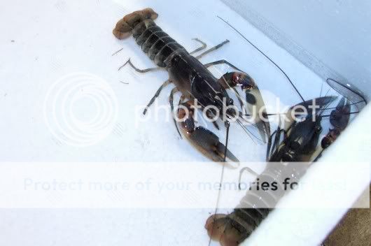 ASIAN TIGER LOBSTER | MonsterFishKeepers.com