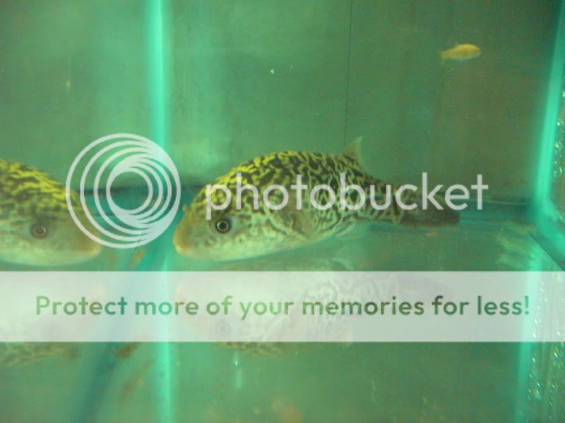 Tetraodon Sabahensis | MonsterFishKeepers.com