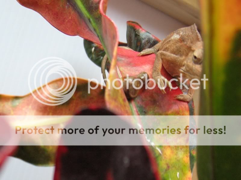 Lizards that give birth to live young | Reptile Forums