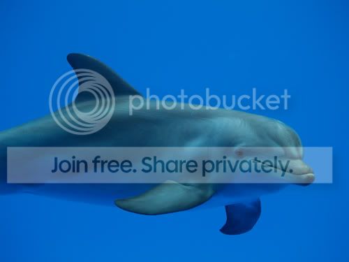 Zoos del Mundo - Delfín mular (Tursiops truncatus) - Fotografia