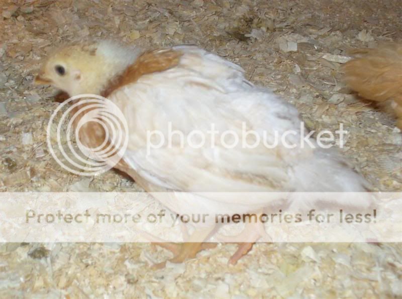 Isa Brown PULLET???? | BackYard Chickens - Learn How to Raise Chickens