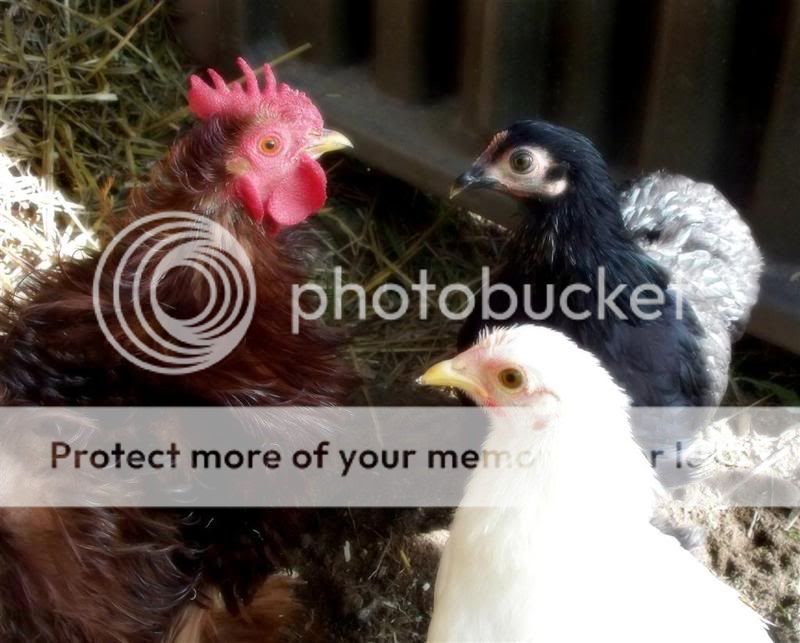 MILLIE FLEUR COCHIN X SPLASH COCHIN FRIZZLE | BackYard Chickens - Learn ...