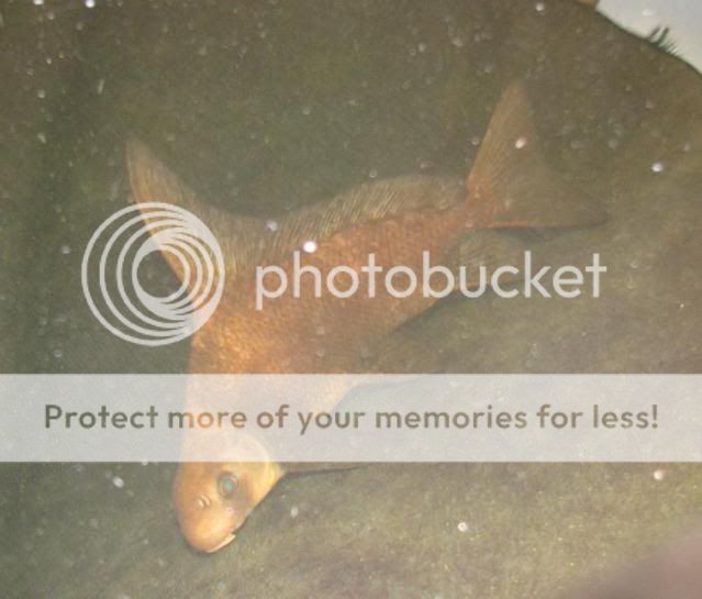 Chinese high fin banded sharks