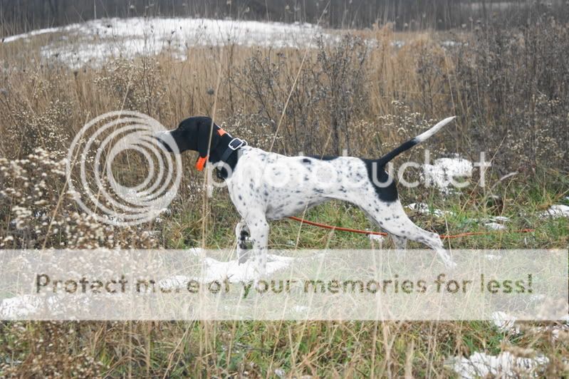 Pointer Tail - Gun Dog Forum